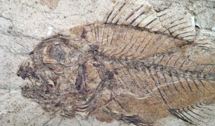 In Focus… Fossil plants and fish | Lincoln Museum